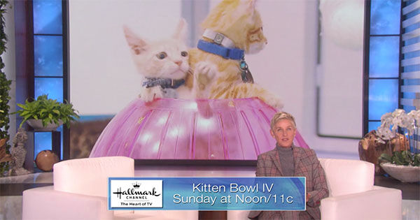 Ellen kicks off Kitten Bowl IV, the big game for the rest of us - LGBTQ ...