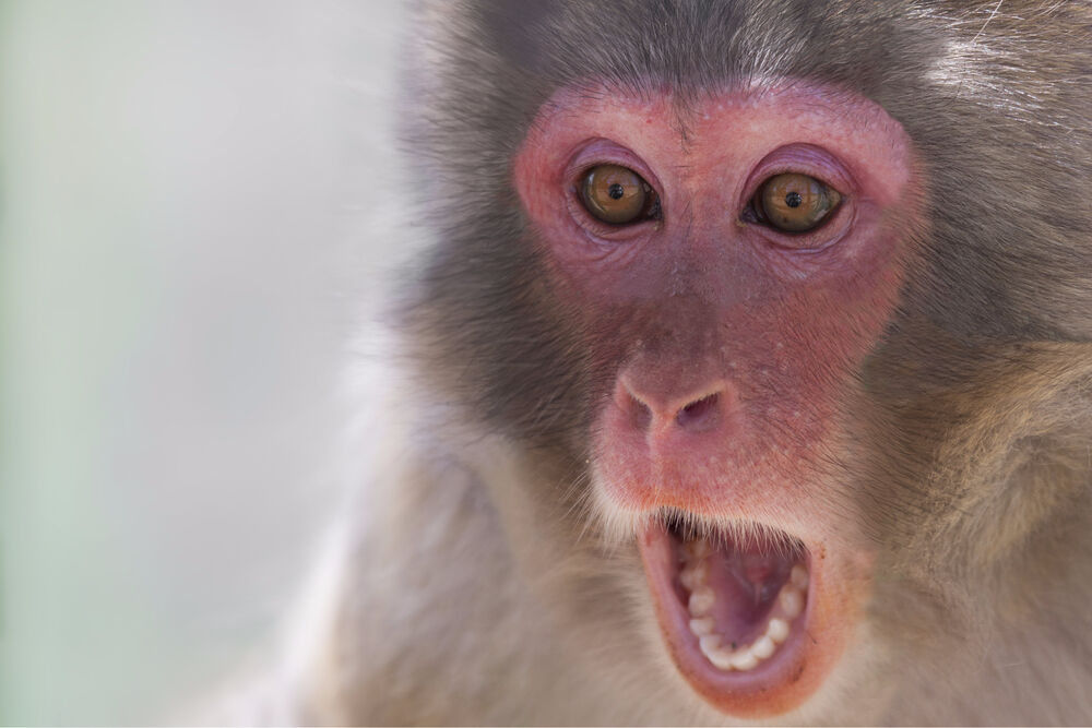 Visitors flee after attacker pulls gun on gay people at Memphis Zoo ...