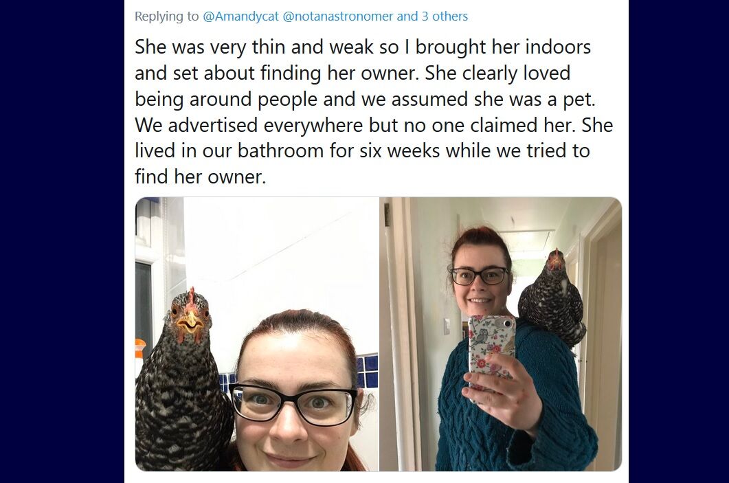 A lesbian chicken couple is warming people's hearts on Twitter - LGBTQ ...