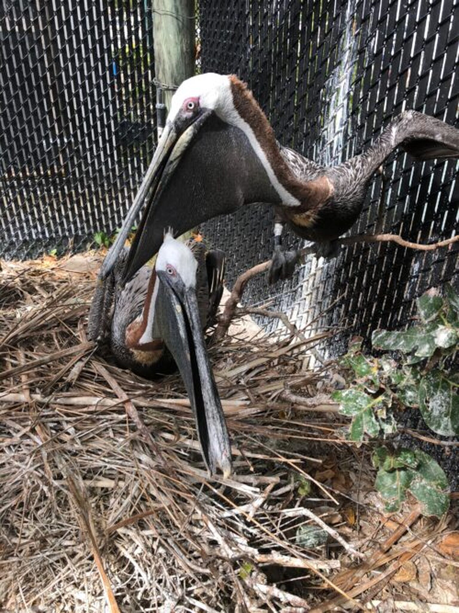 An inspiring gay pelican couple has stayed together for nearly two ...
