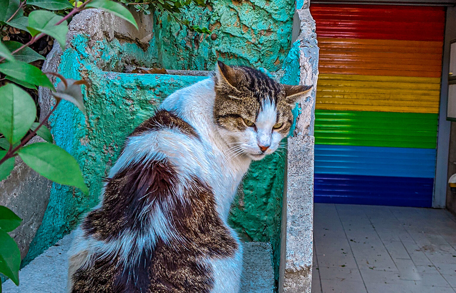 The weird, wonderful relationship between Istanbul and its cats - LGBTQ ...