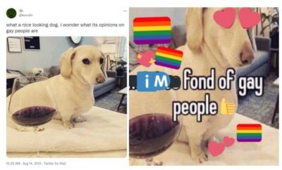 This dog is the new face of online homophobia - LGBTQ Nation