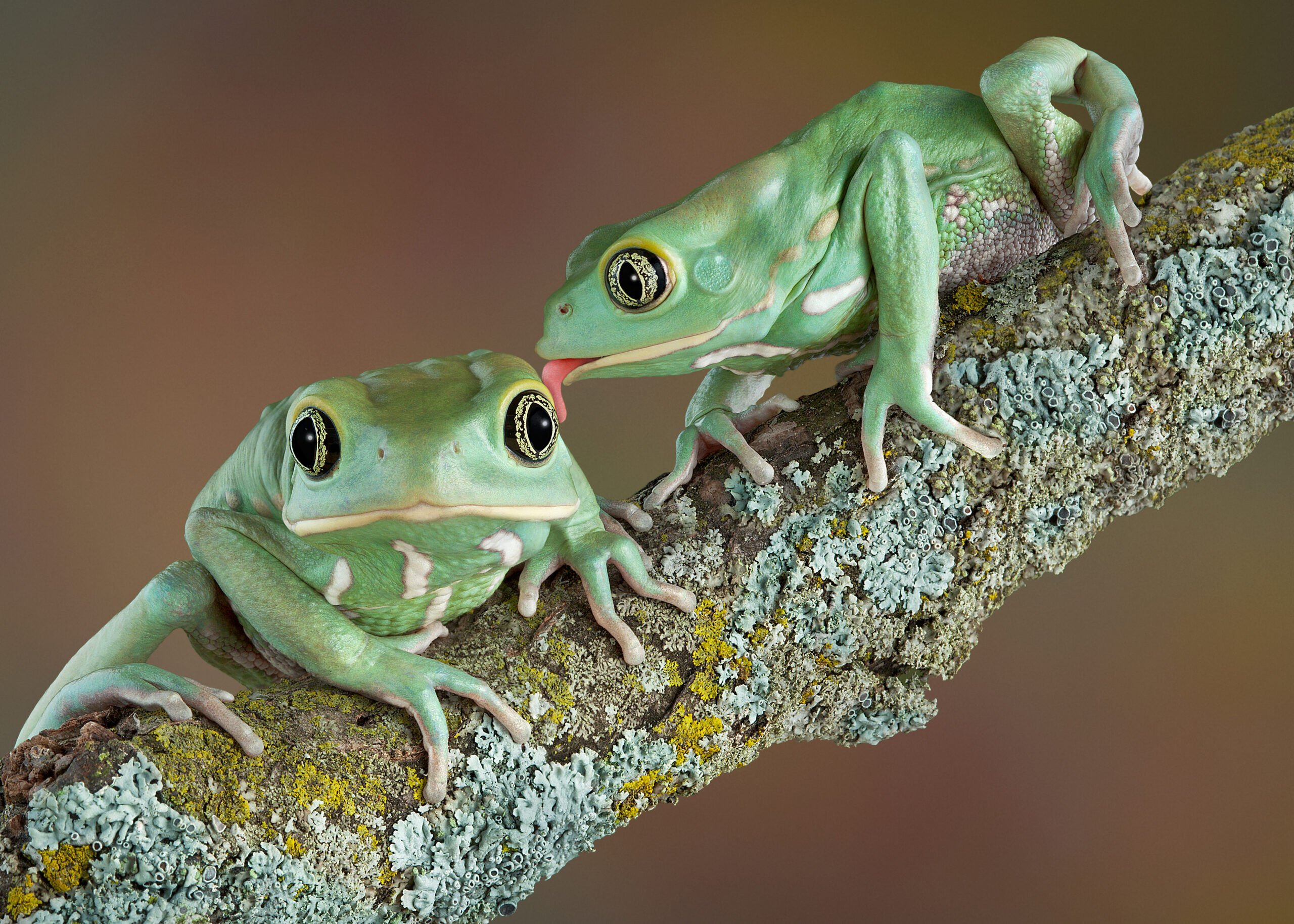 What we can learn from animals about love - LGBTQ Nation