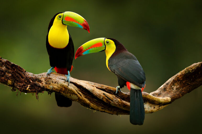 Can animals be gay? Same-sex behavior is natural - LGBTQ Nation