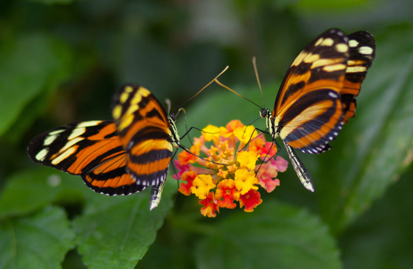 Can animals be gay? Same-sex behavior is natural - LGBTQ Nation