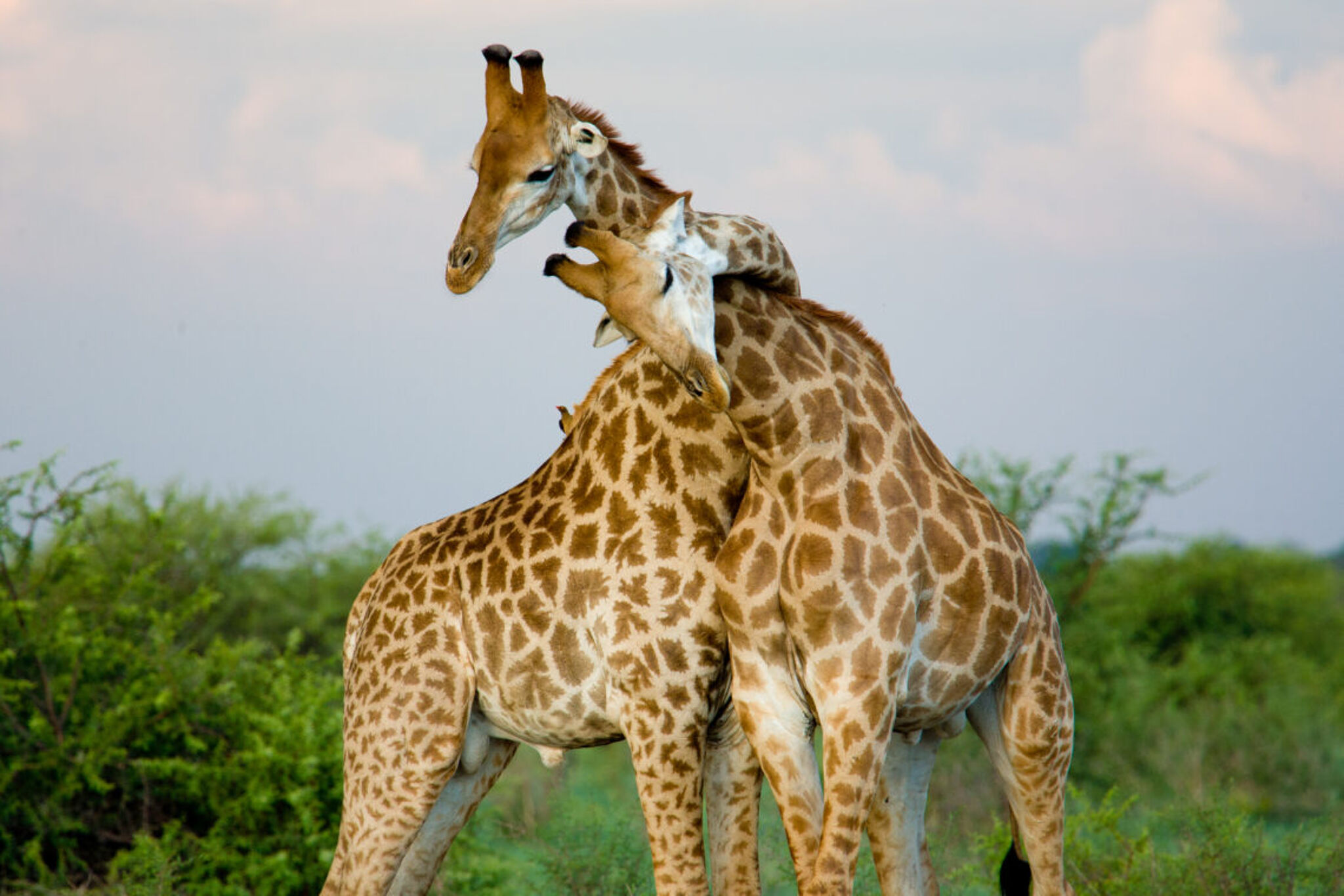 Can animals be gay? Same-sex behavior is natural - LGBTQ Nation