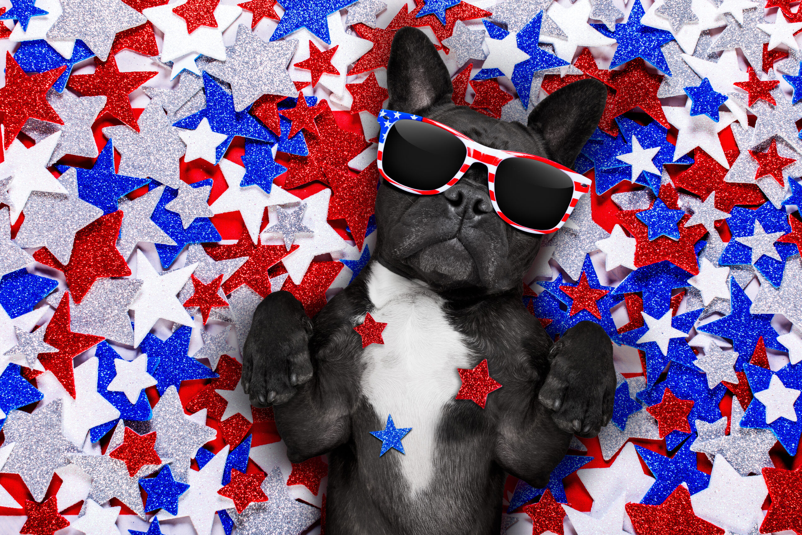 Celebrate Independence Day with these patriotic pups - LGBTQ Nation
