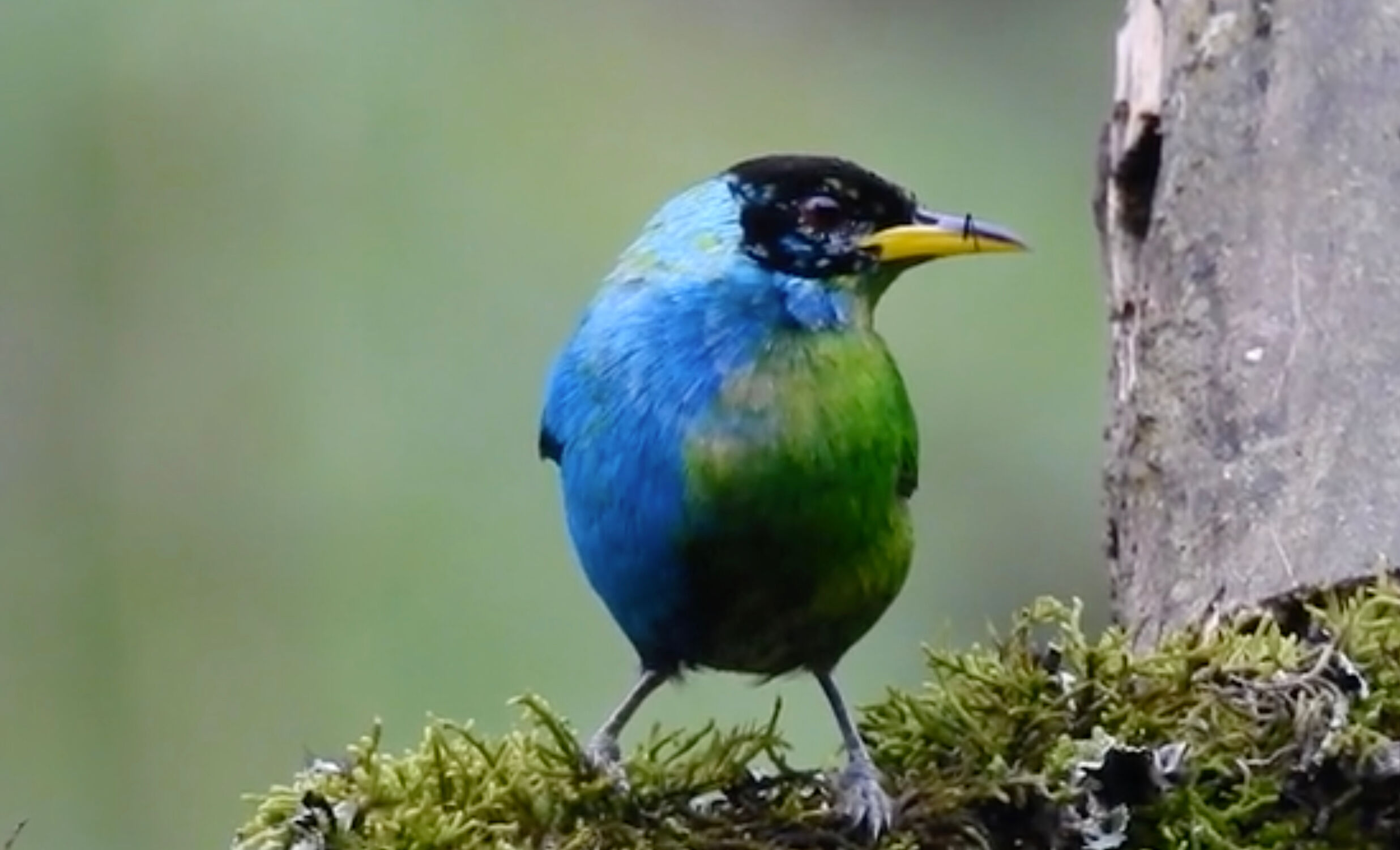 Researchers discovered rare half-male, half-female bird & it is ...