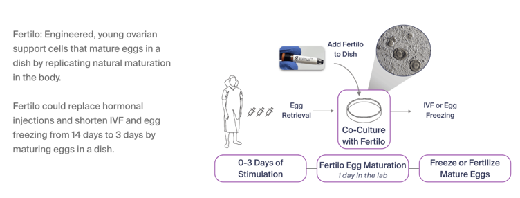 New fertility treatment offers less pain & fewer side effects than IVF ...
